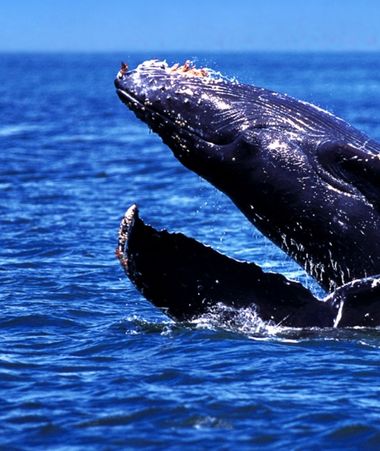 Kauai Whale Watch Raft Expeditions - Up-Close Encounters